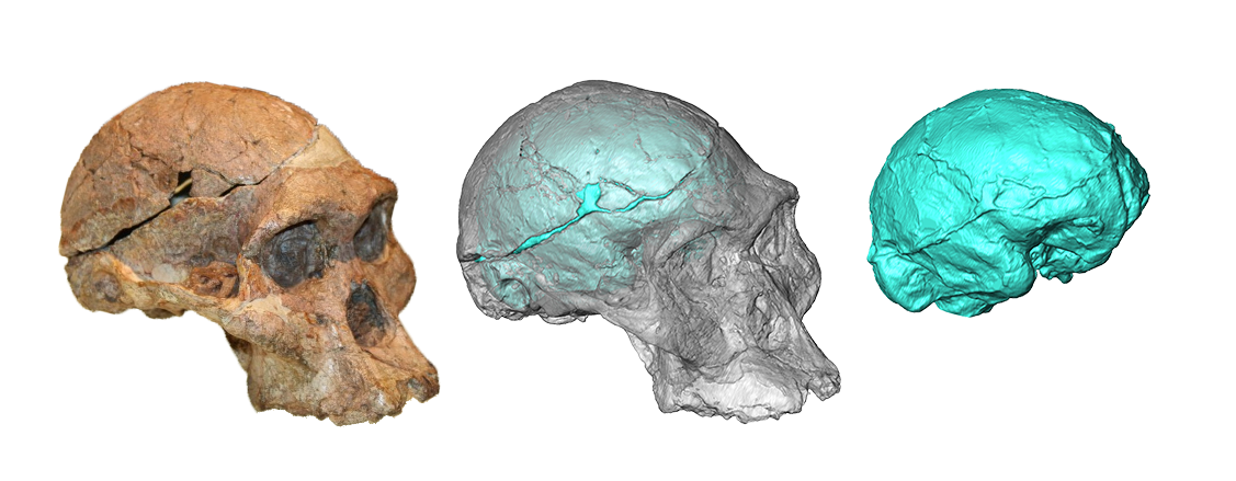 Brain evolution - Amélie Beaudet